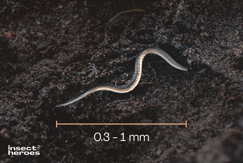 Wat zijn aaltjes en hoe zien ze eruit? | Insect Heroes België