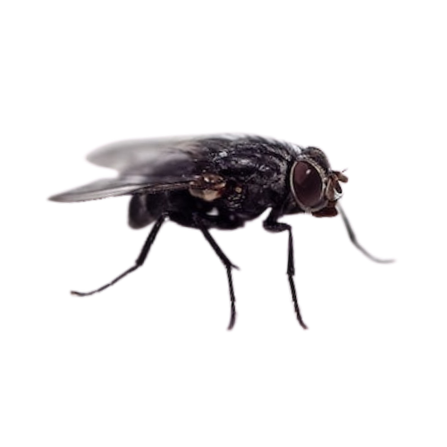 Vliegen bestrijden op natuurlijke wijze | Insect Heroes | Insect Heroes ...