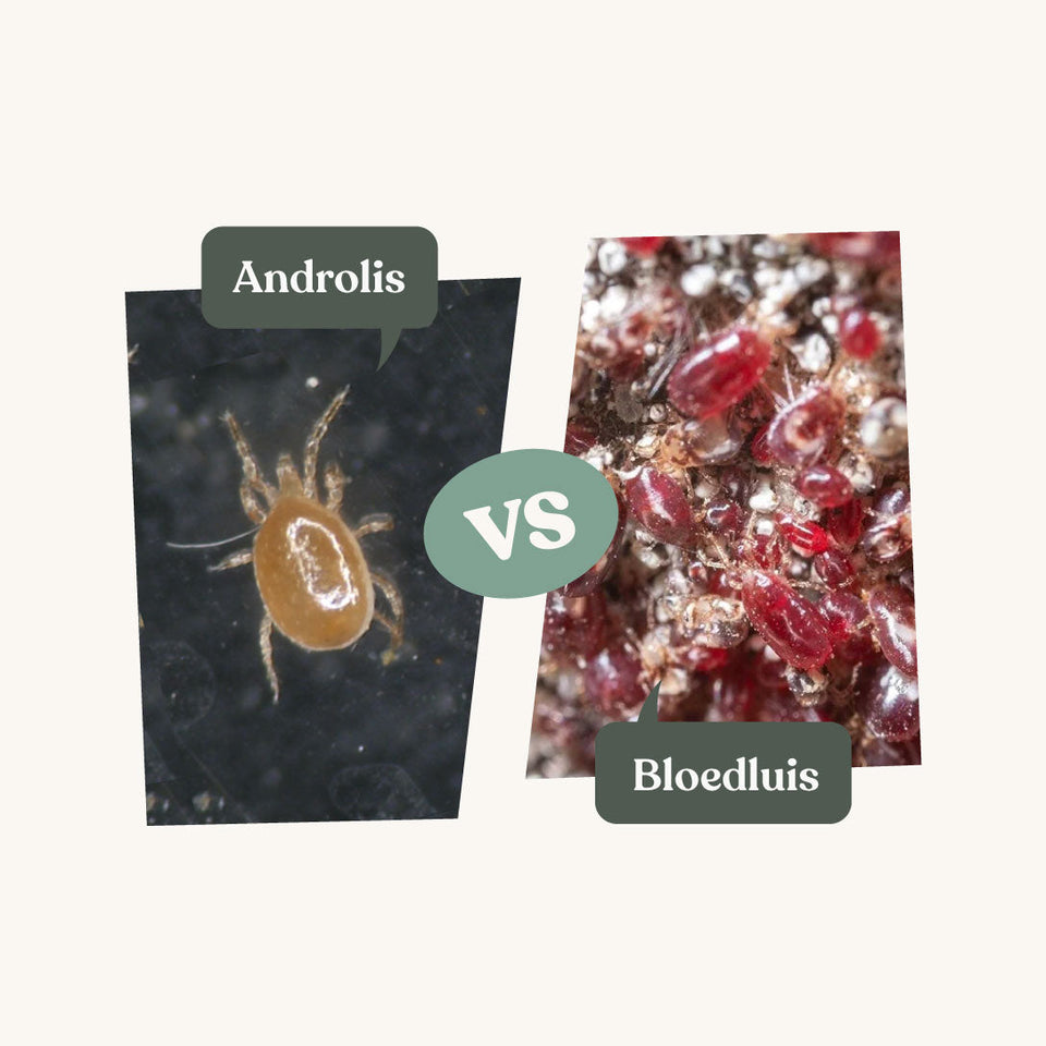 Bloedluis bestrijden, herkennen en voorkomen | Insect Heroes België
