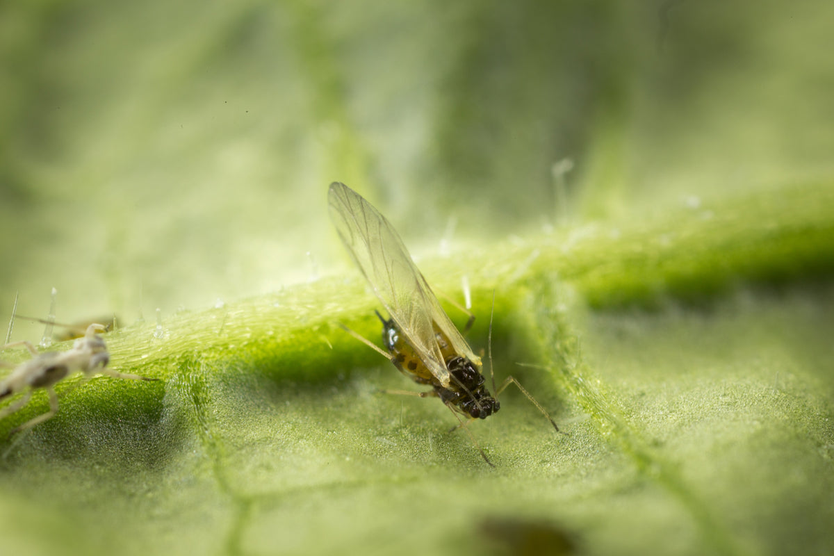 Bladluis bestrijden? Herkenning, bestrijding en voorkomen van bladluis ...