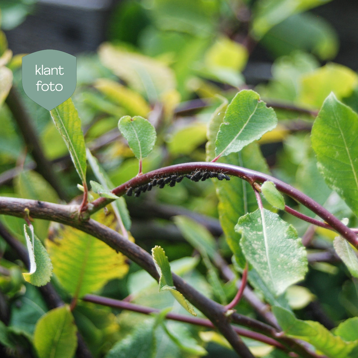 Help mijn plaag herkennen | Insect Heroes België