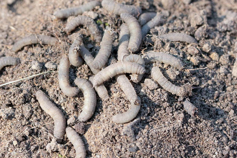 Emelten bestrijden, herkennen en voorkomen | Insect Heroes België