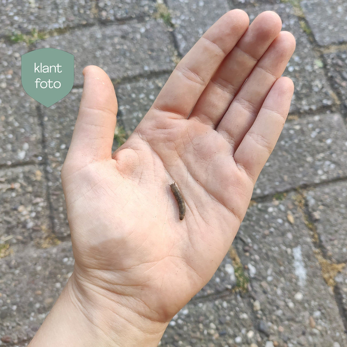 Help mijn plaag herkennen | Insect Heroes België