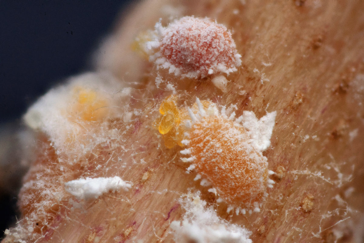 Wolluis bestrijden? Ontdek natuurlijke oplossingen zonder gif | Insect ...