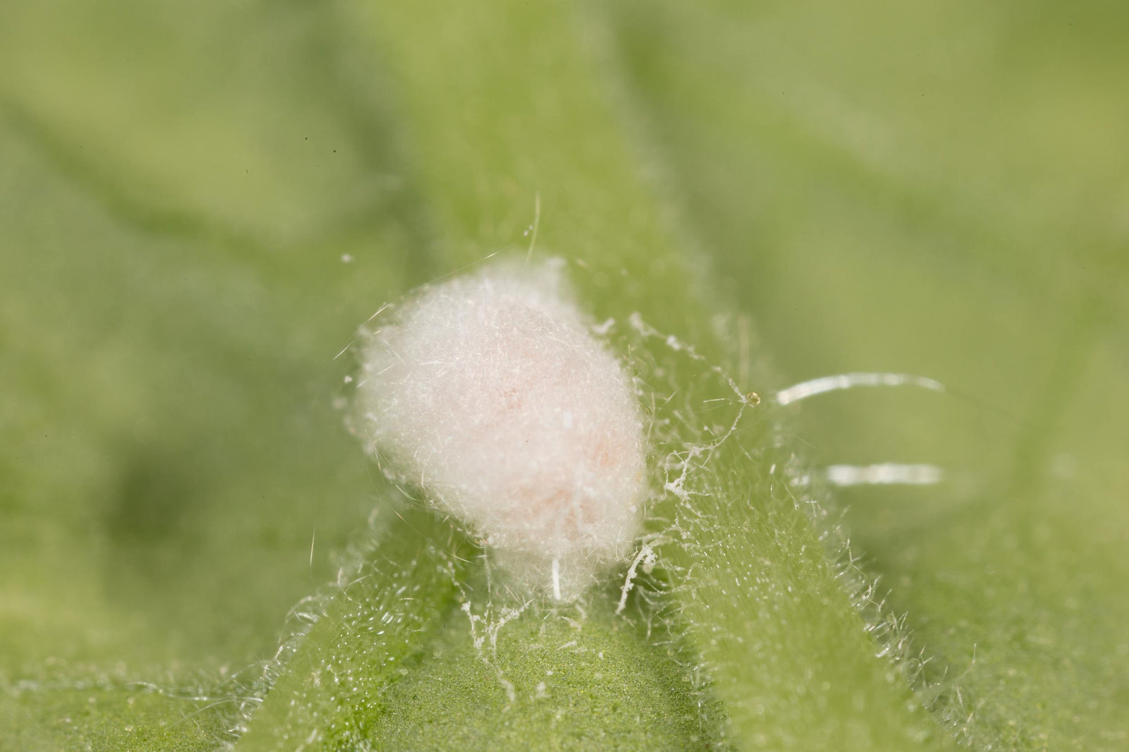 Wolluis bestrijden? Ontdek natuurlijke oplossingen zonder gif | Insect ...