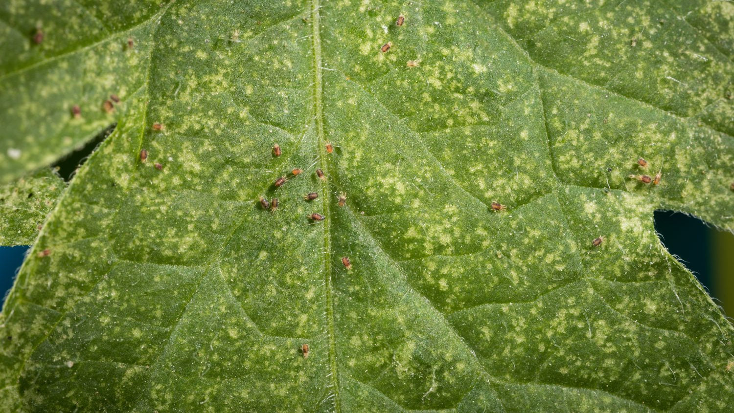 Spint bestrijden op natuurlijke wijze | Insect Heroes België