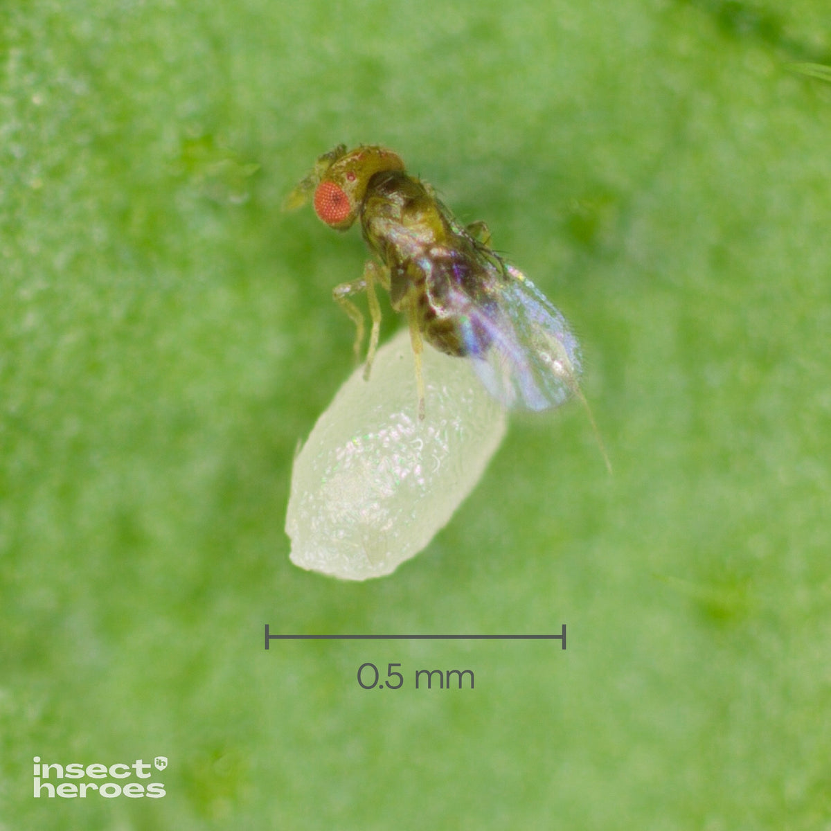 Meelmotten herkennen, bestrijden en voorkomen | Insect Heroes België