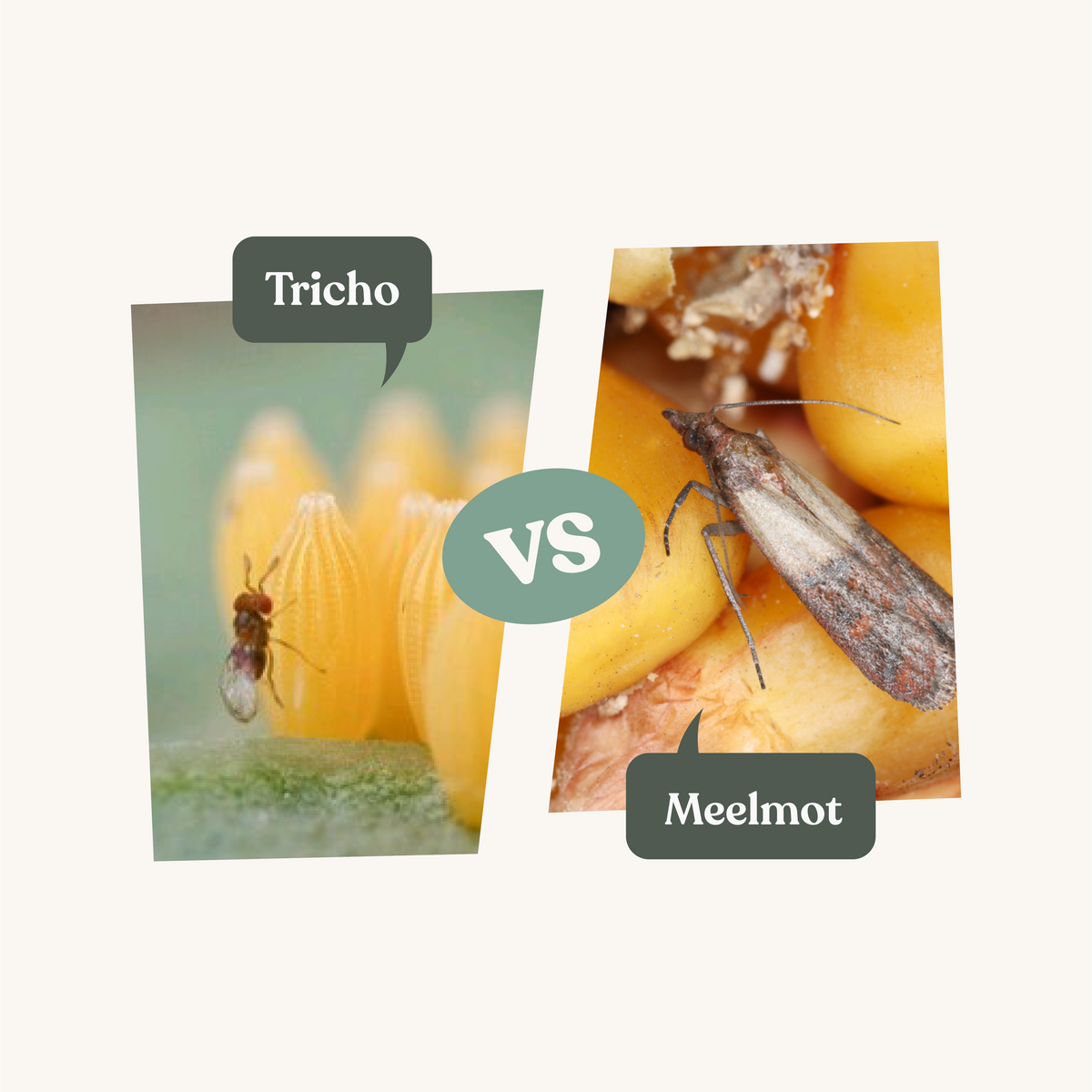 Meelmotten herkennen, bestrijden en voorkomen | Insect Heroes België