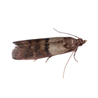 Meelmotten herkennen, bestrijden en voorkomen | Insect Heroes België