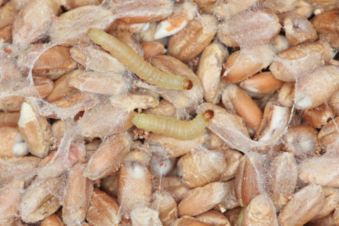 Meelmotten herkennen, bestrijden en voorkomen | Insect Heroes België